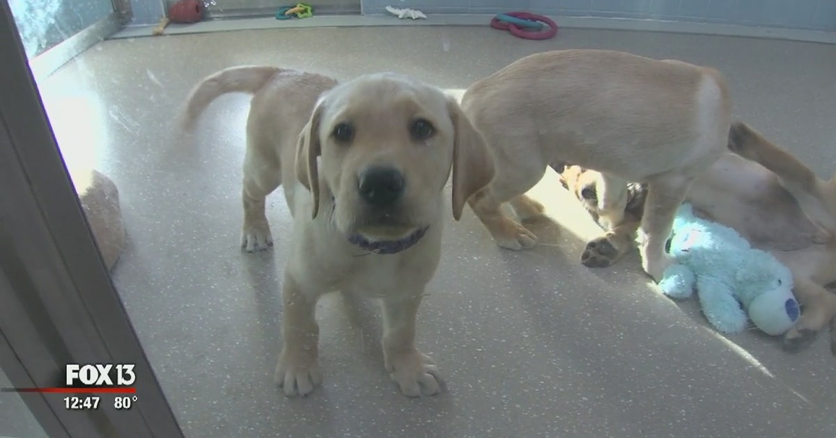 Inside look at Southeastern Guide Dogs' Puppy Academy | FOX 13 Tampa Bay