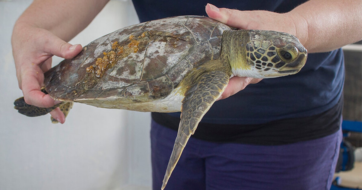 Florida zoo uses honey to treat damaged sea turtle shells | FOX 13 ...