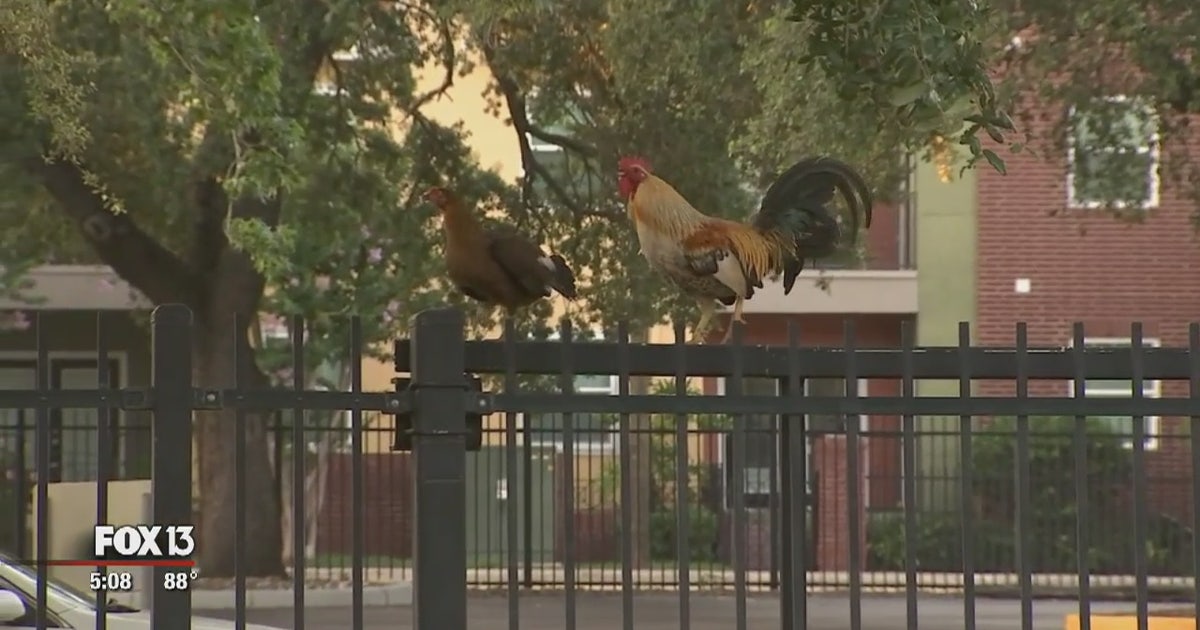 Ybor City chickens granted reprieve; protections left in place | FOX 13 ...