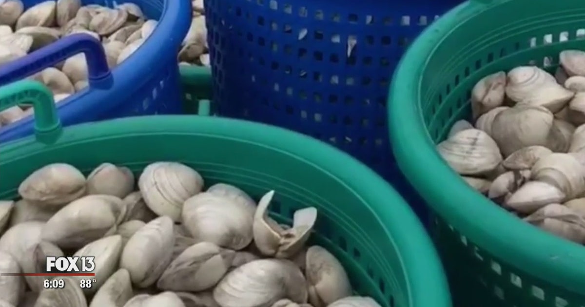 Clams continue to thrive amid threats like red tide | FOX 13 Tampa Bay