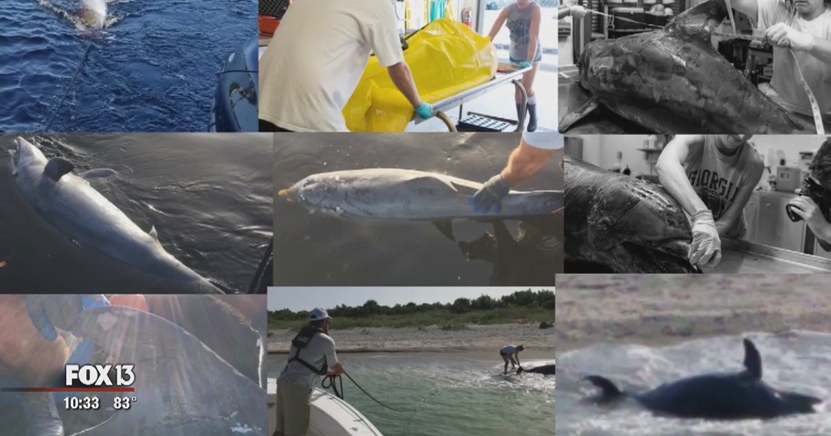 Florida's toxic algae crisis: Brain toxins produced by blue-green algae ...