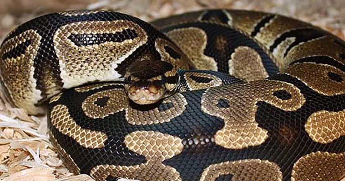 ball python bite force