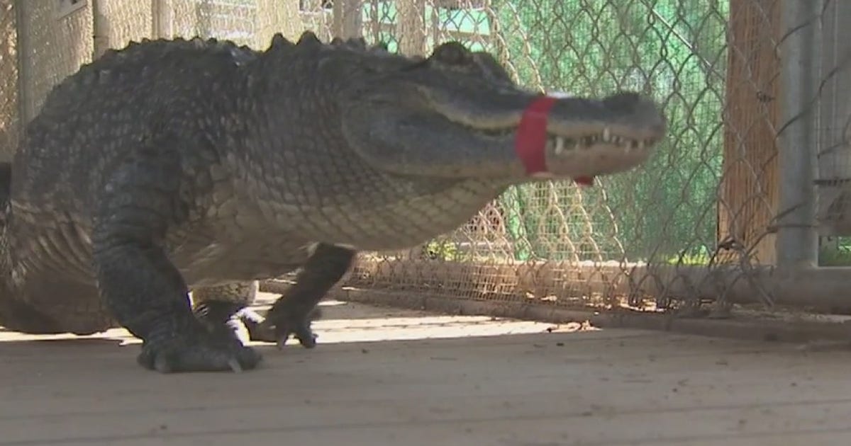 Arizona alligator gets new prosthetic tail | FOX 13 Tampa Bay