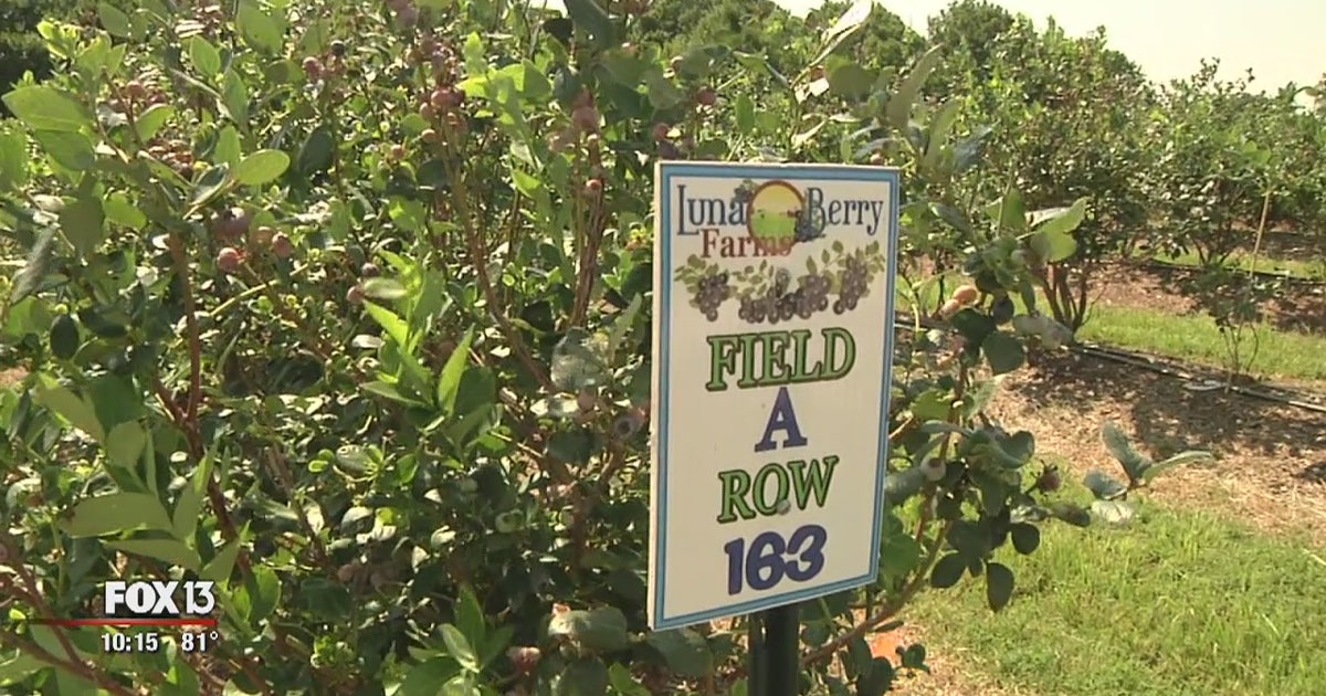 Luna Berry Farms giving away buckets of blueberries | FOX 13 Tampa Bay