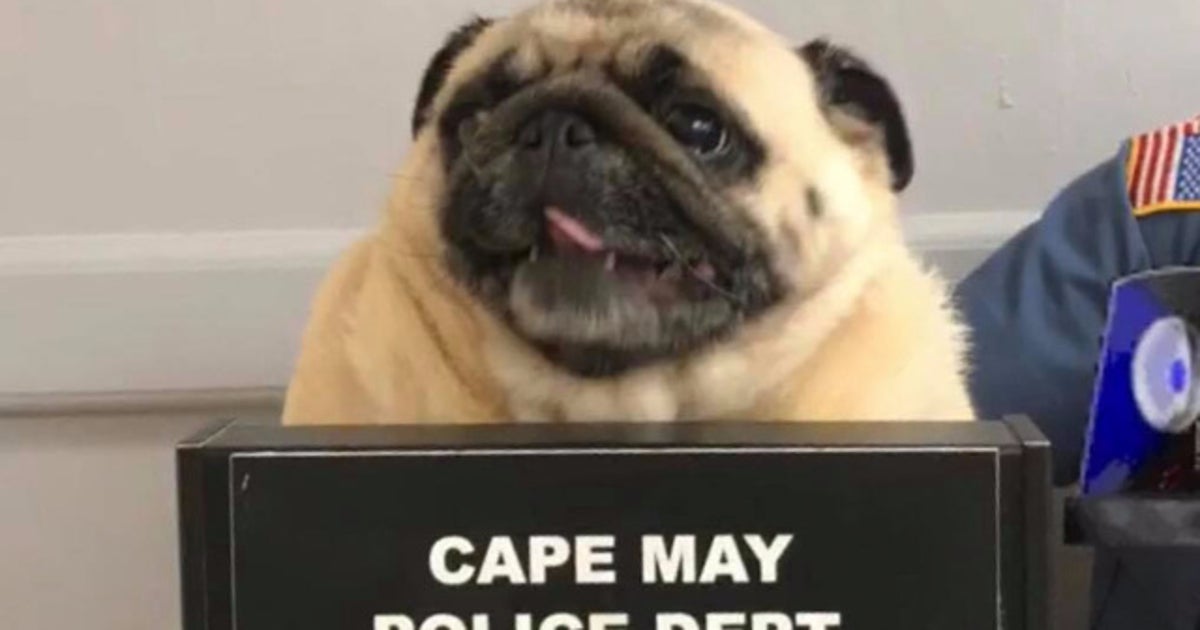 PHOTO: Lost pug poses for mug shot after being found by Cape May police ...