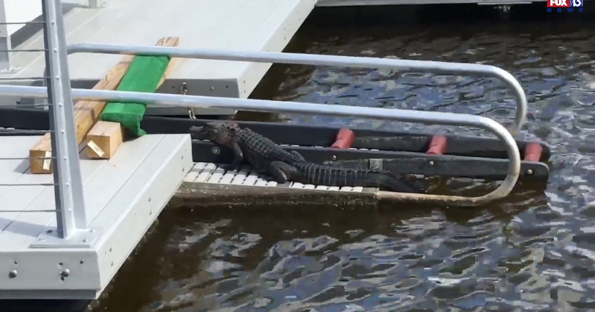 Gator takes break on dock near Tampa park | FOX 13 Tampa Bay