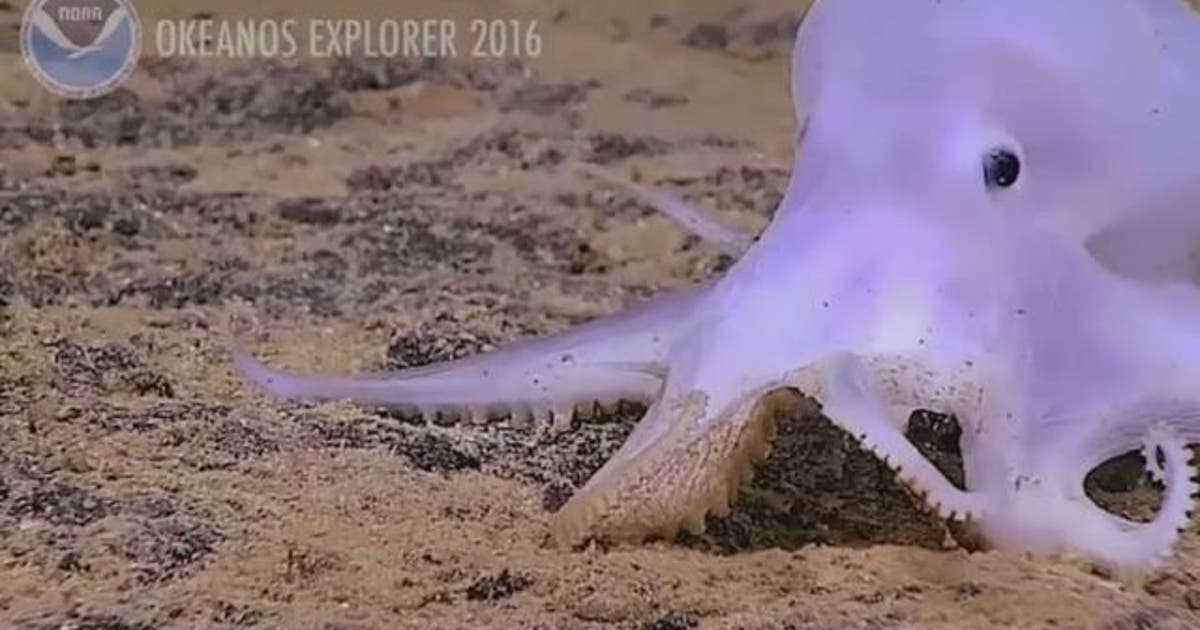 Ghostlike octopod found off Hawaii's coast | FOX 13 Tampa Bay