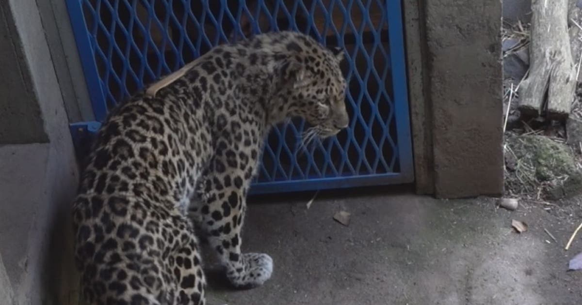 Oregon zoo's old-timer leopard gets help scratching his back | FOX 13 ...
