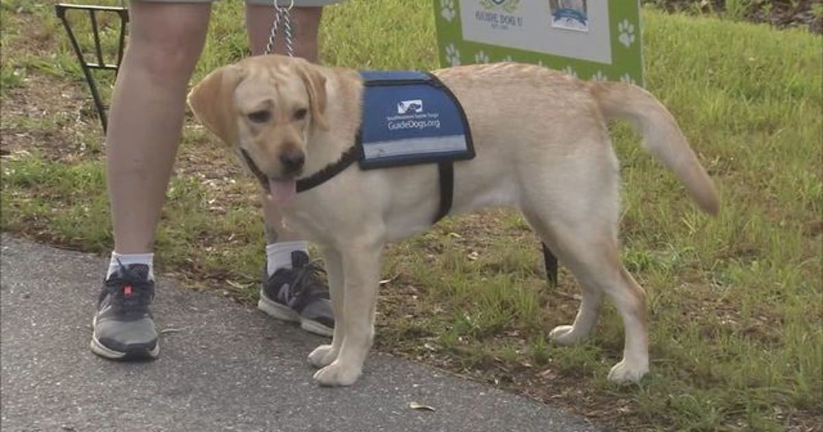 Southeastern Guide Dogs needs puppy-raisers | FOX 13 Tampa Bay