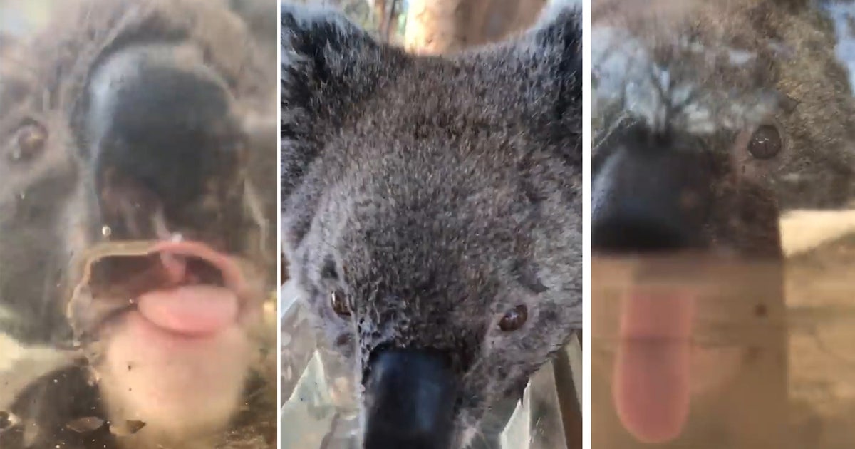 Slurp slurp: Dehydrated koala desperate for water during Australian ...