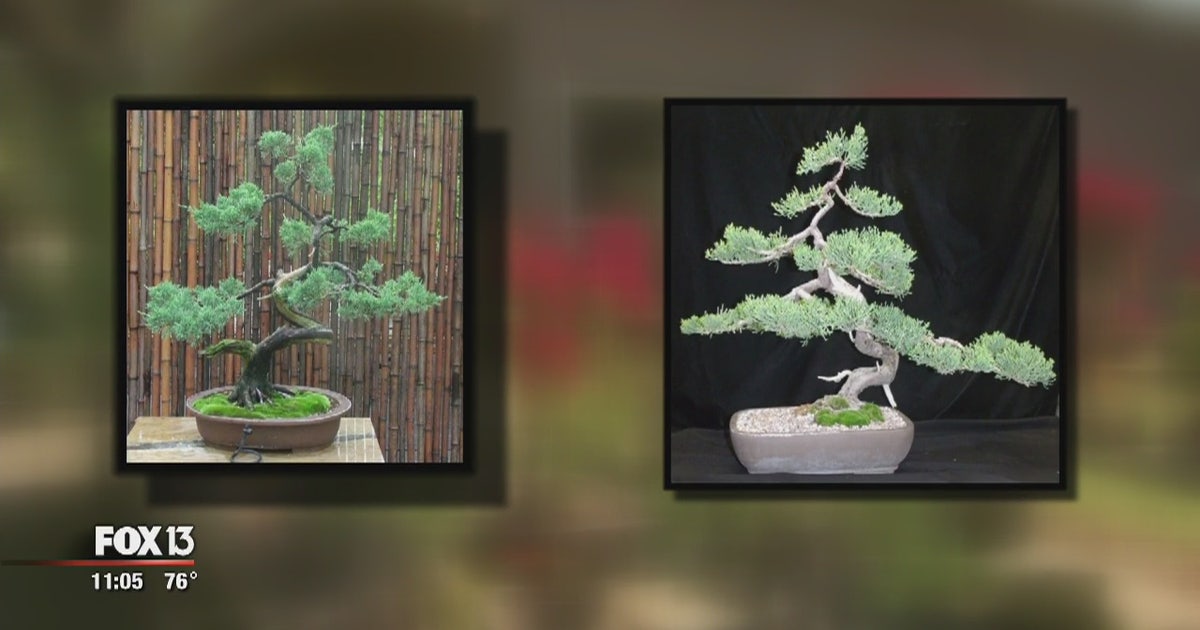 Thieves steal Bonsai trees worth $7,500 | FOX 13 Tampa Bay