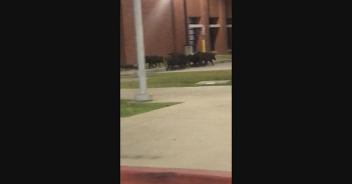 Pack of wild hogs spotted on Texas college campus | FOX 13 Tampa Bay