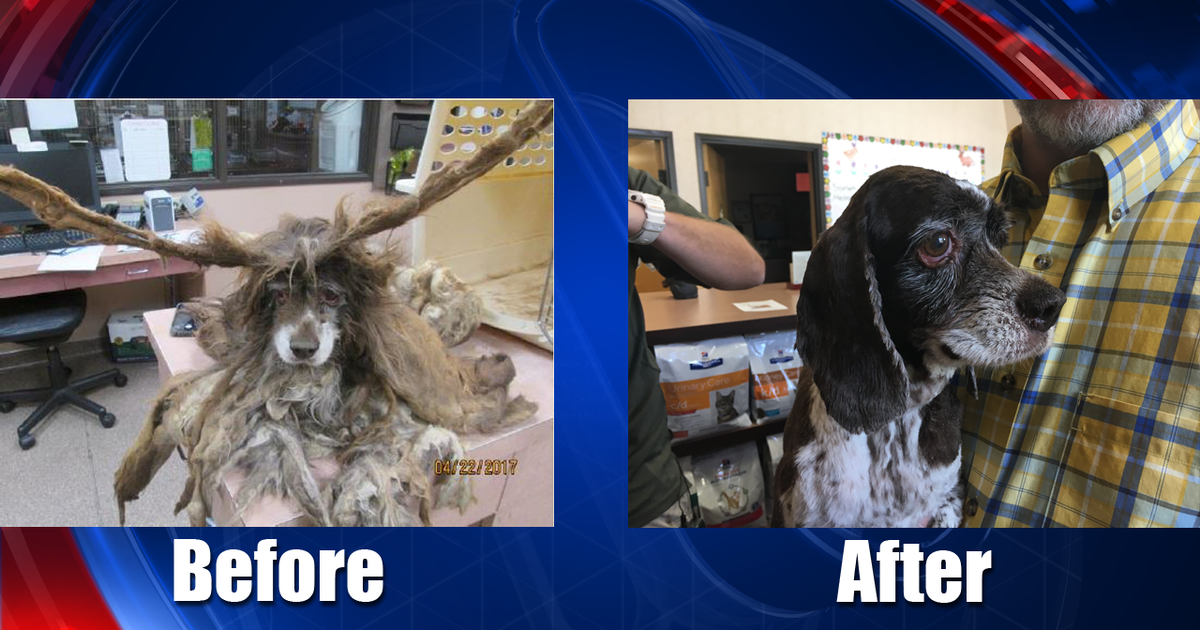 Neglected Cocker Spaniel found at Queen Creek home | FOX 13 Tampa Bay