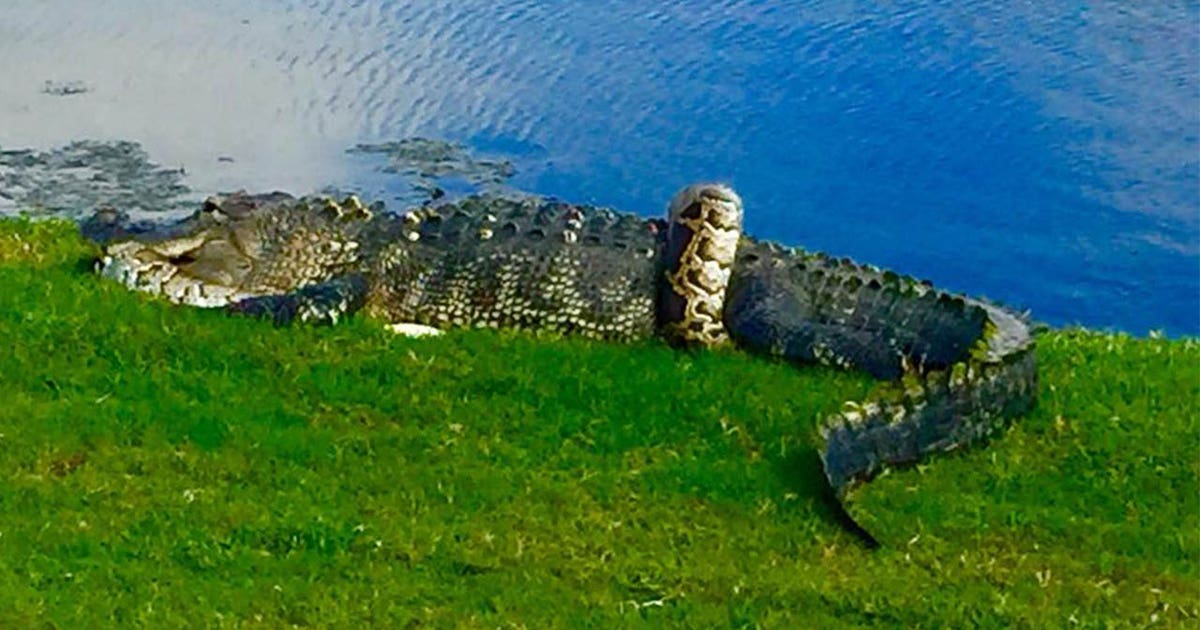 alligator eats golfer