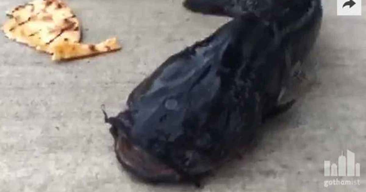 Man says three-eyed fish pulled from Gowanus Canal | FOX 13 Tampa Bay