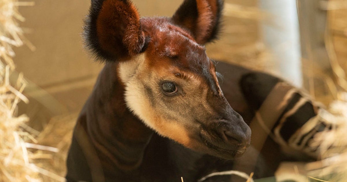 Rare okapi born at Disney's Animal Kingdom | FOX 13 Tampa Bay