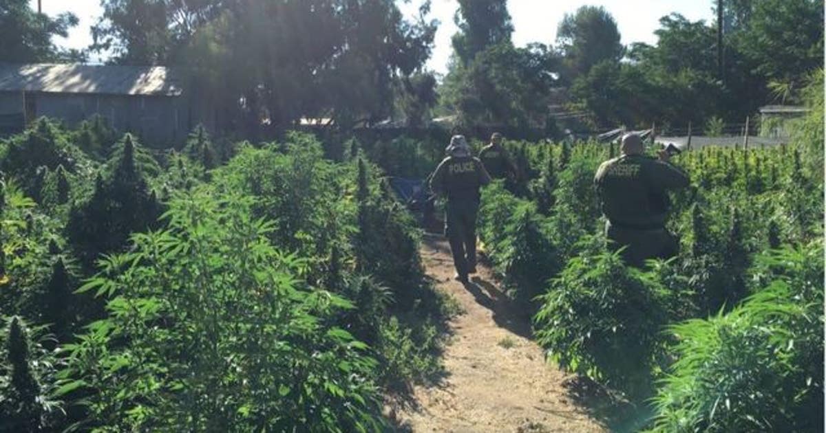 Massive marijuana bust in California, bales of cannabis put through the ...