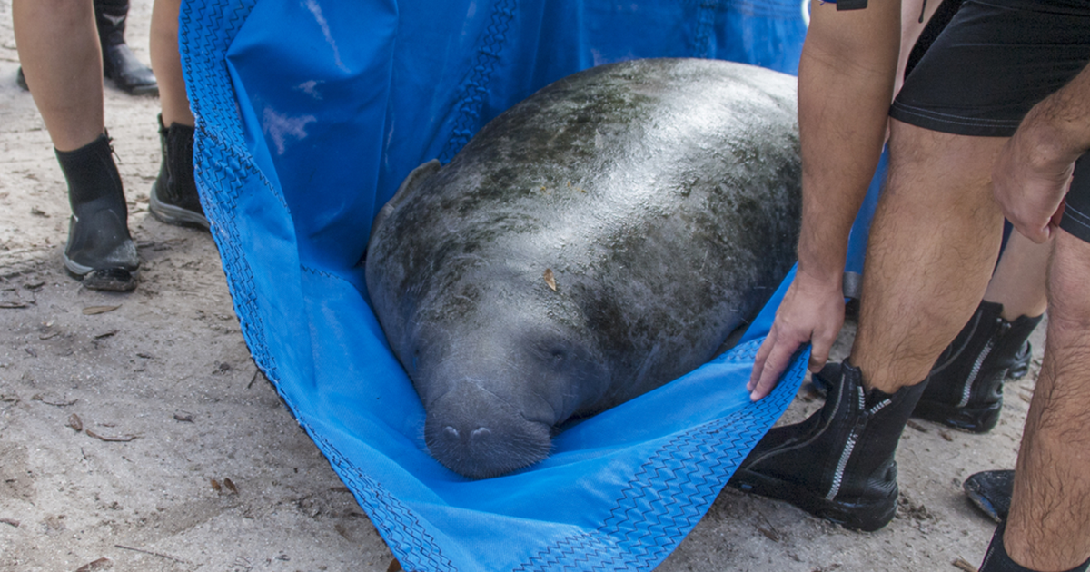 Orphaned manatee 'Buckeye' back in the care of SeaWorld Orlando | FOX ...