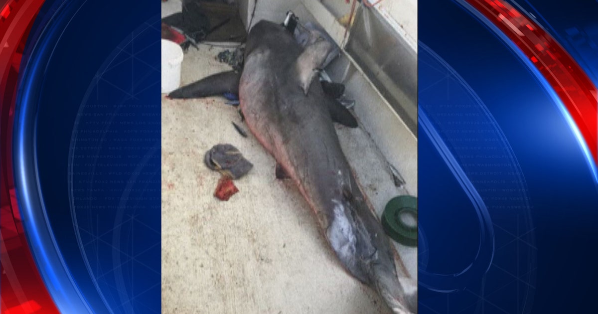9-foot shark leaps into elderly man's 15-foot boat | FOX 13 Tampa Bay