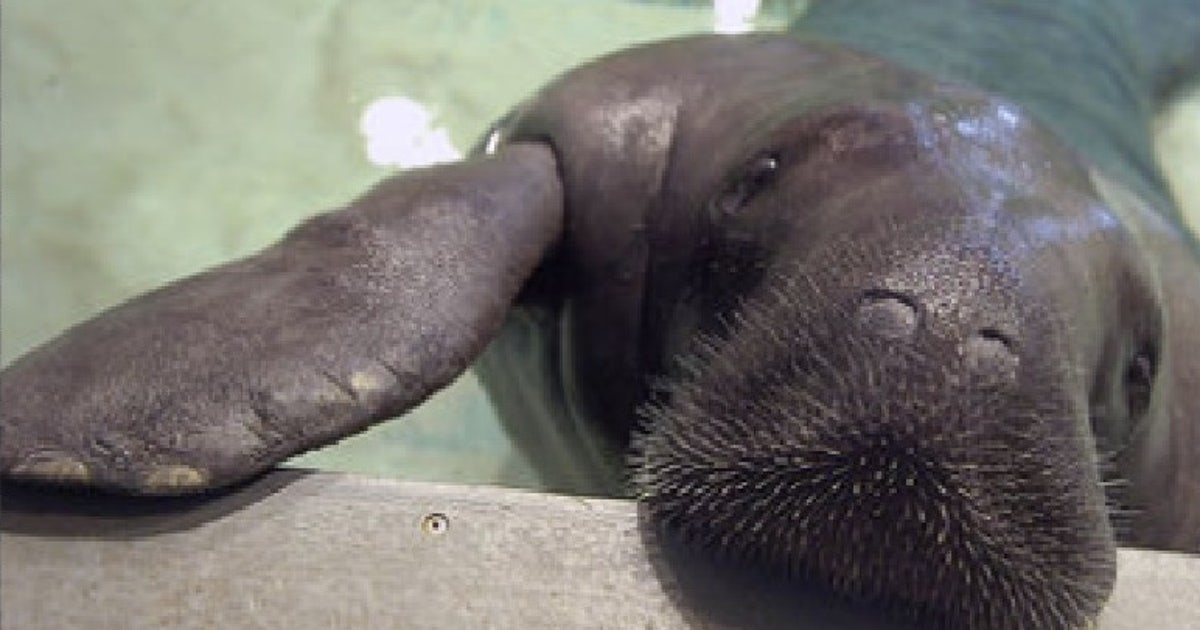 Snooty, oldest manatee in captivity, dies at age 69 | FOX 13 Tampa Bay