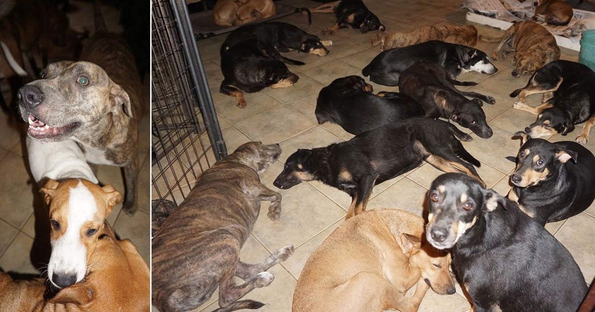 Hurricane Dorian: Woman in Bahamas houses nearly 100 dogs to protect ...
