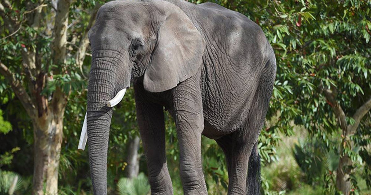 Female elephant dies at Zoo Miami after confrontation with another ...