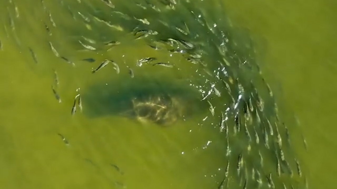 Manatee cuts through long line of mullet near St. Petersburg | FOX 13 ...