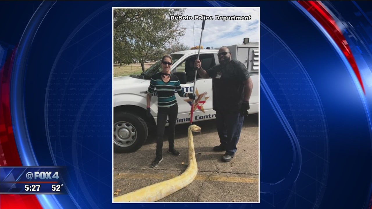 Albino python found dead in DeSoto | FOX 13 Tampa Bay