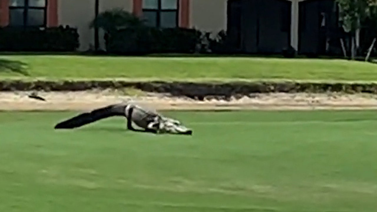 Three-legged alligator spotted at Florida golf course | FOX 13 Tampa Bay
