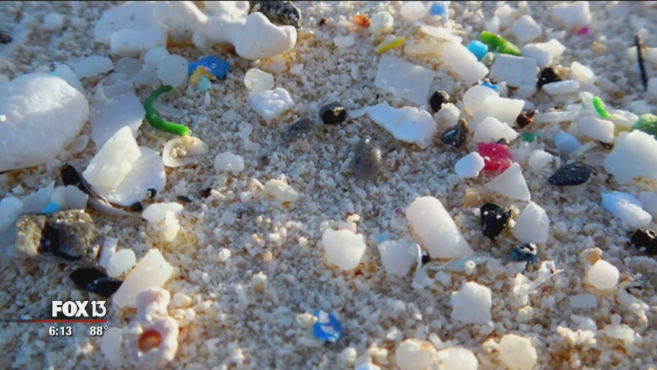 Microplastics found in turtle nests, water, sand | FOX 13 Tampa Bay