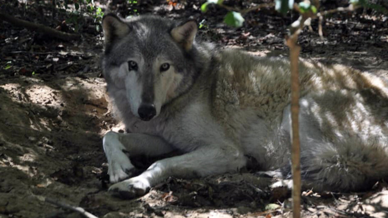 Preserve offers reward for safe return of wolf missing after Hurricane ...