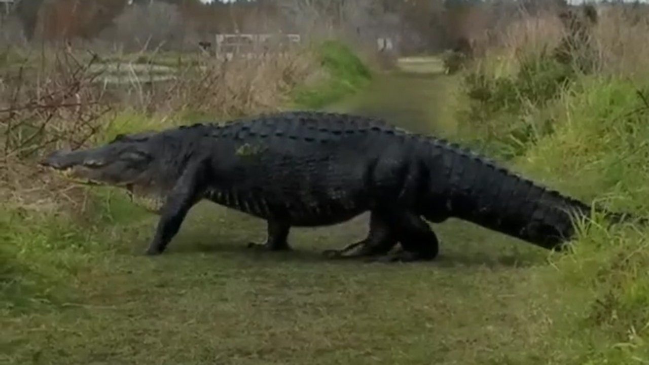 Huge alligator takes his time crossing path at Circle B Bar Reserve in ...