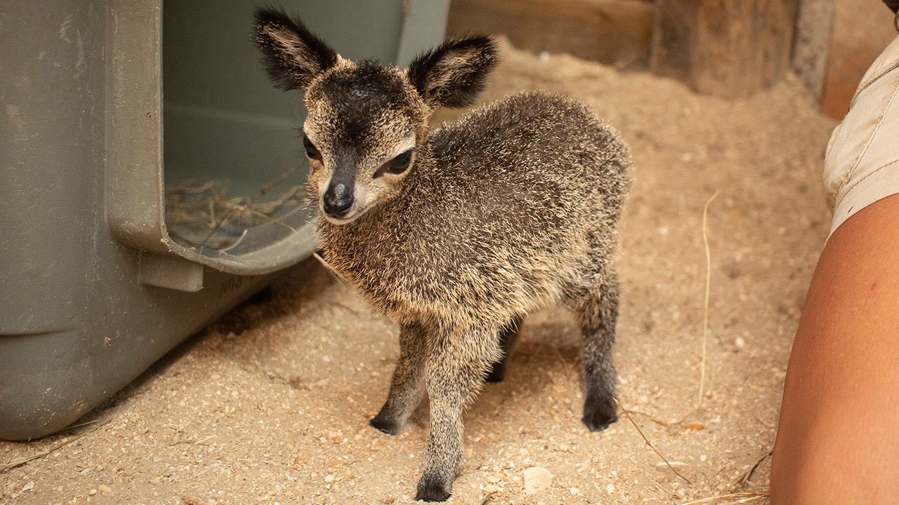 Clarice the tiny antelope born at Brevard Zoo