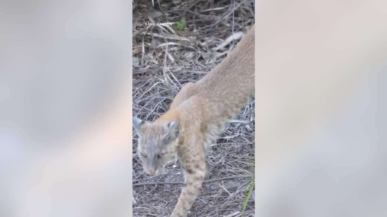 Hungry beachgoer: Bobcat prowls Cocoa Beach