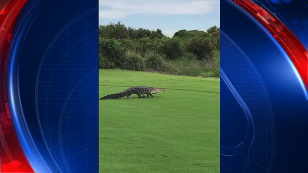 VIDEO: Gator casually strolls through golf fairway | FOX 13 Tampa Bay
