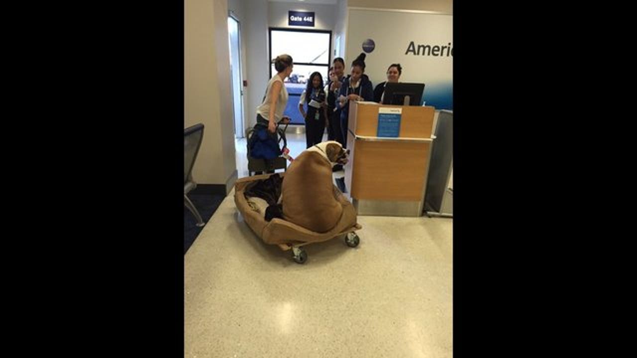 Enormous dog goes viral after boarding first class flight | FOX 13 ...