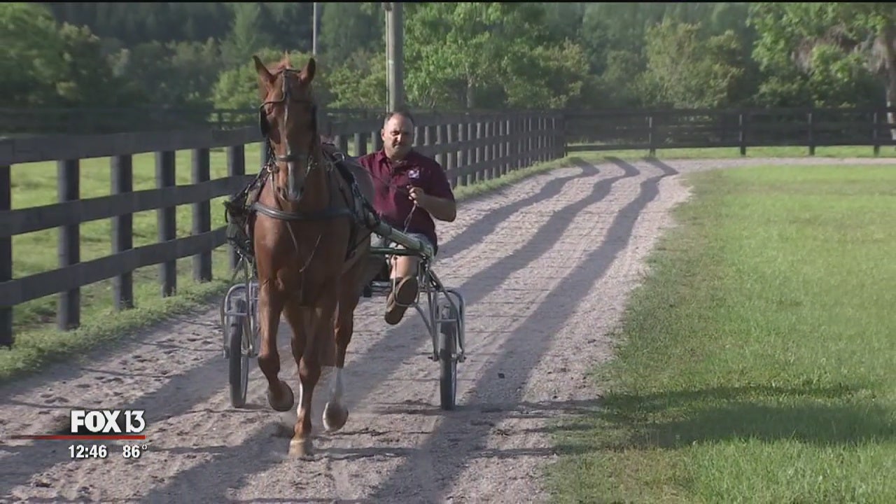 Lutz academy offers horse rescue program for veterans | FOX 13 Tampa Bay