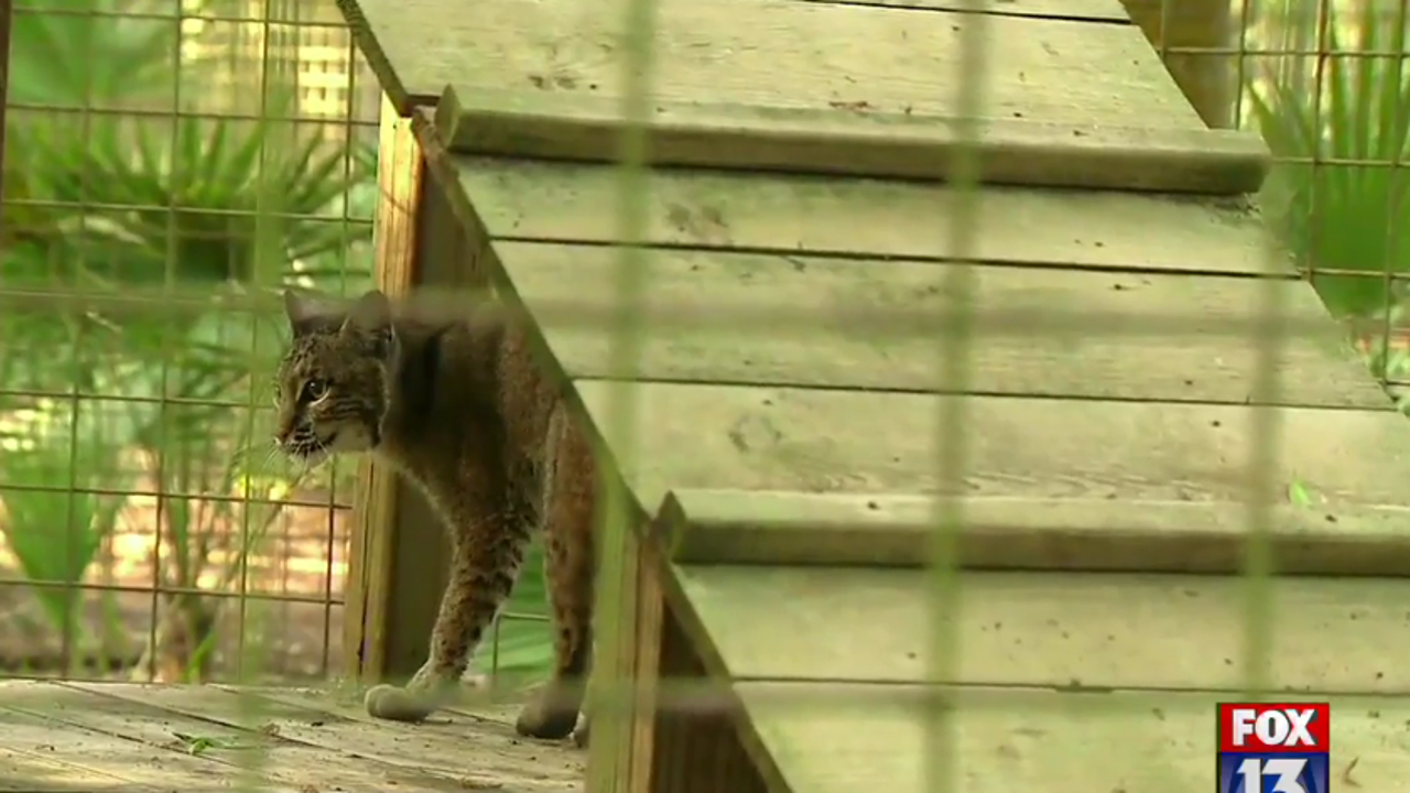 Big Cat Rescue welcomes 2 bobcats from failed Alabama Zoo | FOX 13 ...
