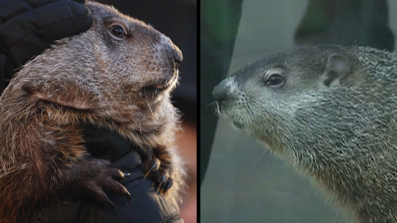 Get to know your groundhog: Punxsutawney Phil versus Staten Island ...