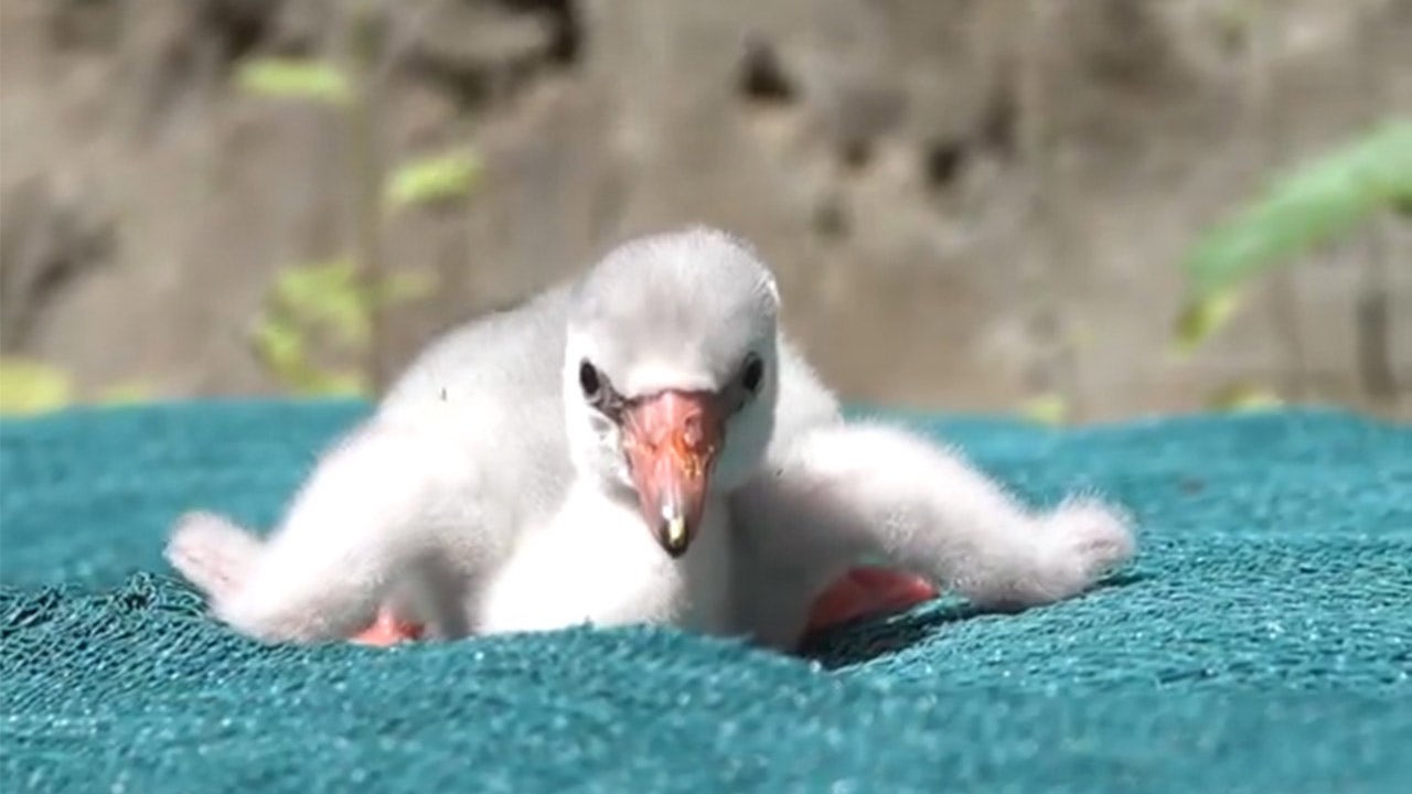Five flamingo chicks take first their steps at Oregon Zoo in adorable video
