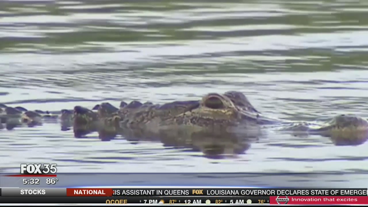 Alligator hunting season underway across Florida