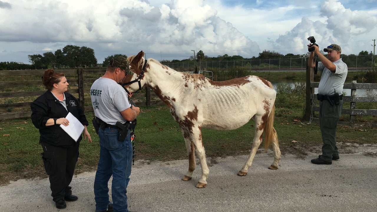 Manatee deputies seize emaciated horses, owners face charges | FOX 13 ...