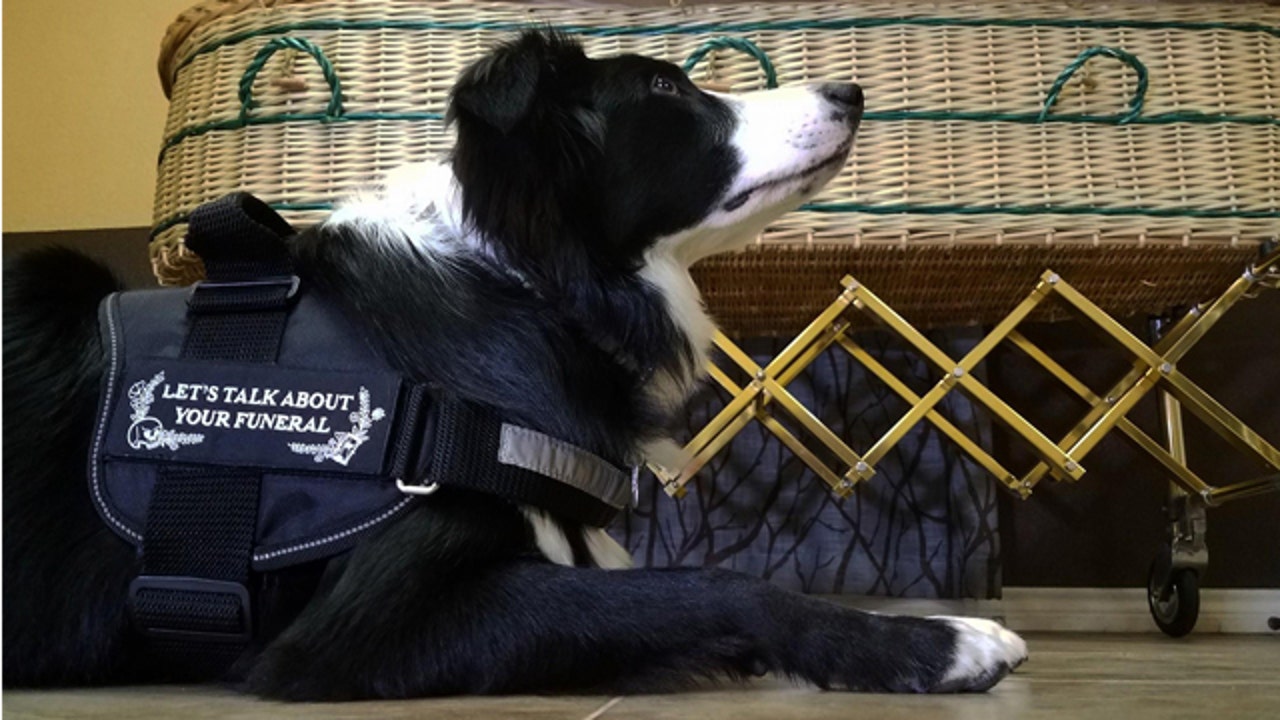 Texas' first certified therapy dog offers comfort to mourners | FOX 13 ...