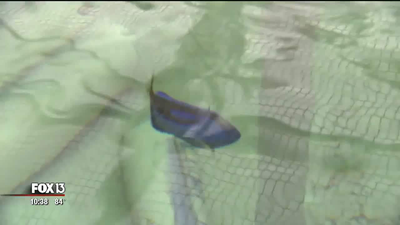 Ruskin lab helps Florida with tropical fish breeding program | FOX 13 ...
