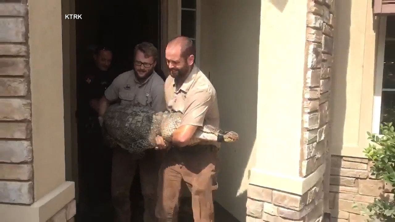 Large gator found in Houston home after flooding | FOX 13 Tampa Bay