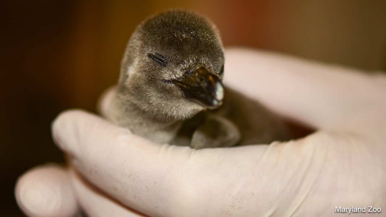 Maryland Zoo celebrates 1,000th baby African penguin hatching | FOX 13 ...