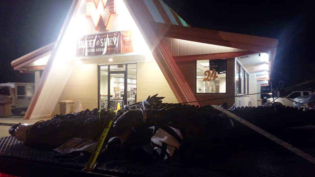 Giant gator, named 'George,' halts traffic on Texas highway | FOX 13 ...