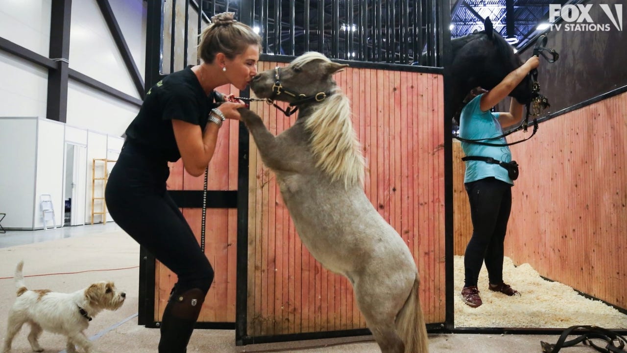 Miniature horses allowed to fly as service animals, Department of ...