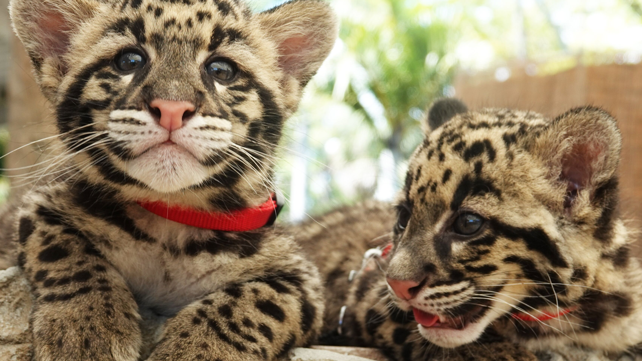 Pair of endangered clouded leopard kittens can now be seen at the ...
