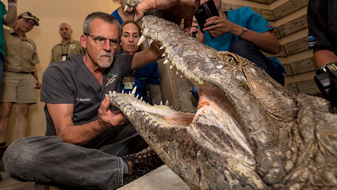orinoco crocodile bite force